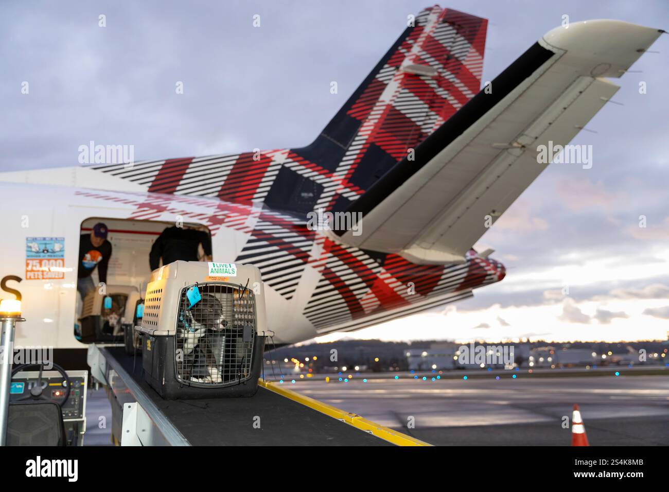 Seattle, Washington, USA. 12th January, 2025. A dog bound for Seattle ...