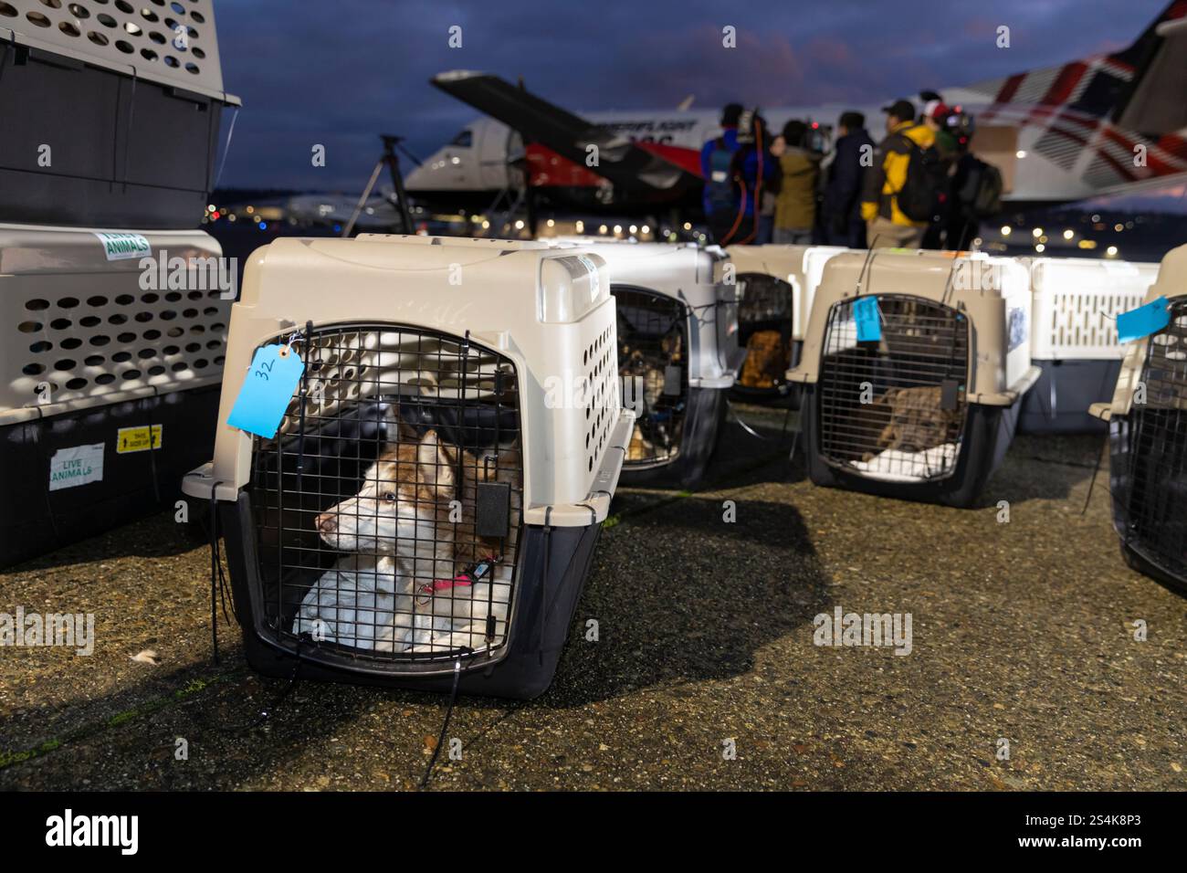 Seattle, Washington, USA. 12th January, 2025. Dogs bound for Seattle ...