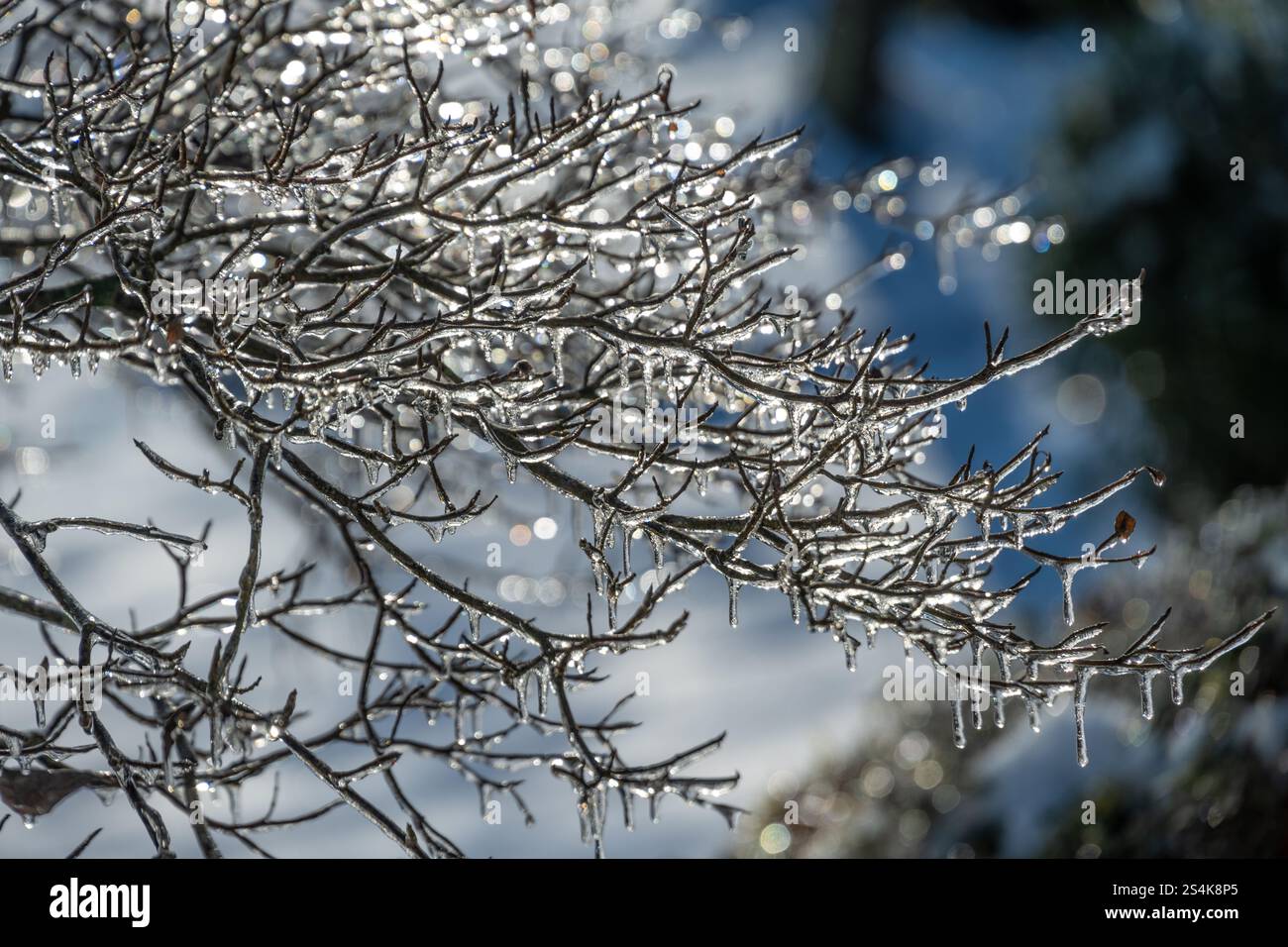 Ice encased dogwood branches with icicles during a winter storm in ...