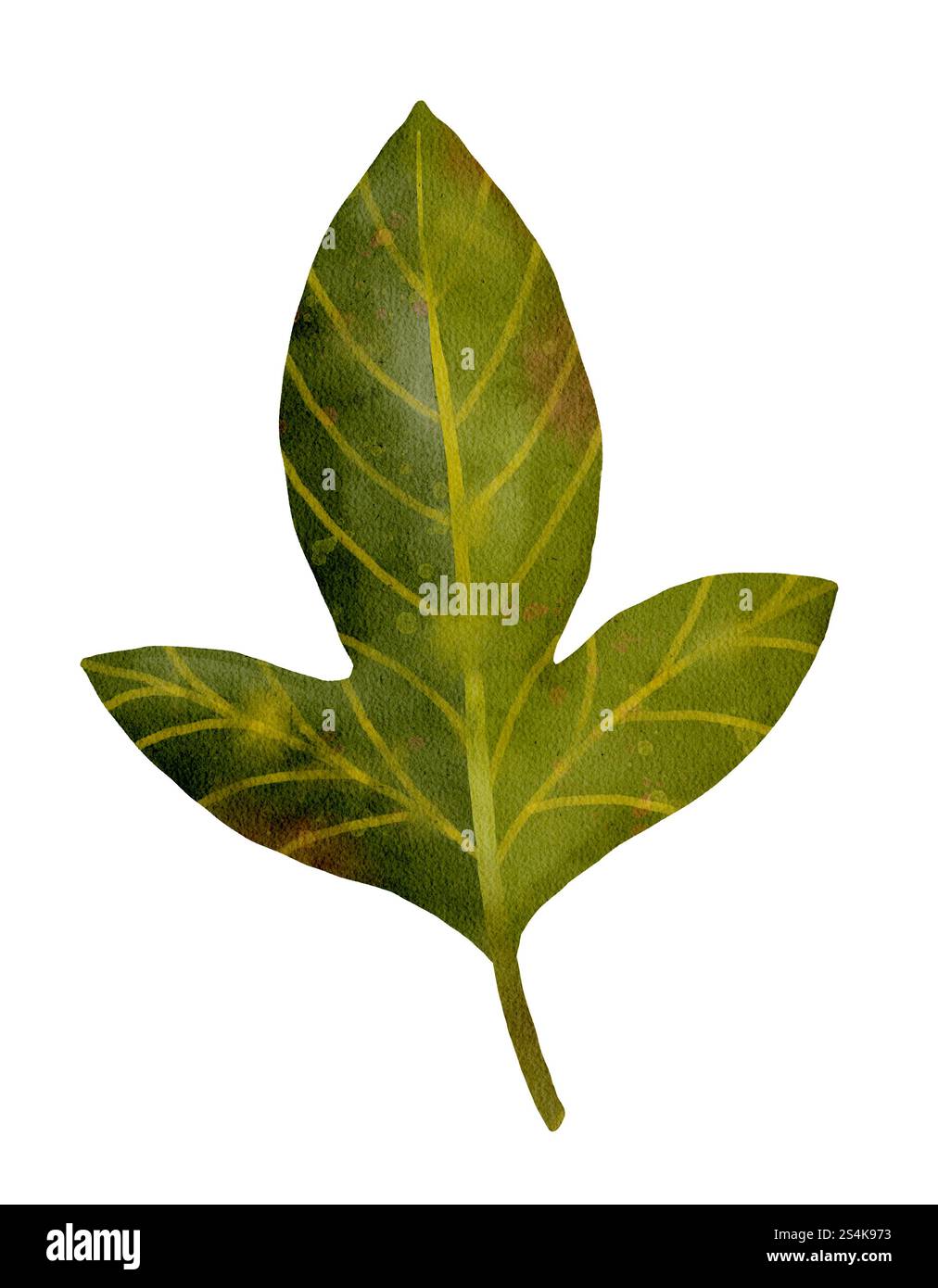 Detailed leaf showcases hi-res stock photography and images - Alamy