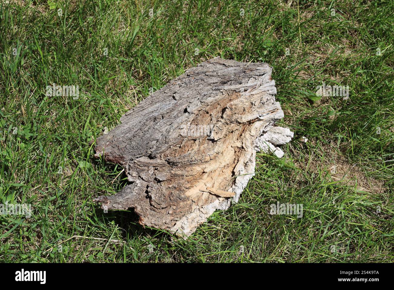 Tree bark piece on hi-res stock photography and images - Alamy