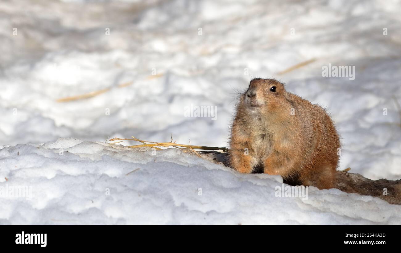 A Black-tailed Prairie Dog (Cynomys ludovicianus) in the Snow on a ...