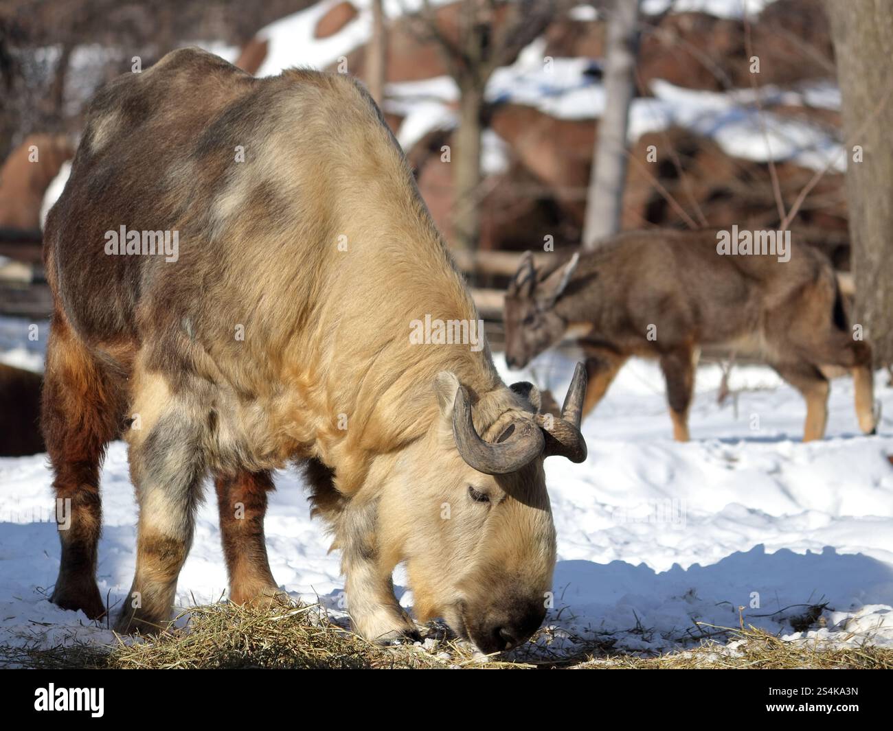 A Sichuan Takin (Budorcas taxicolor tibetana) feeding on a sunny ...