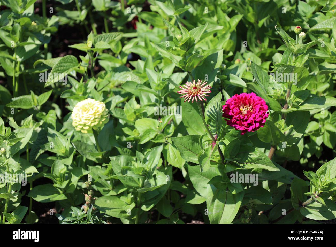 Khaki yellow green golden hi-res stock photography and images - Alamy