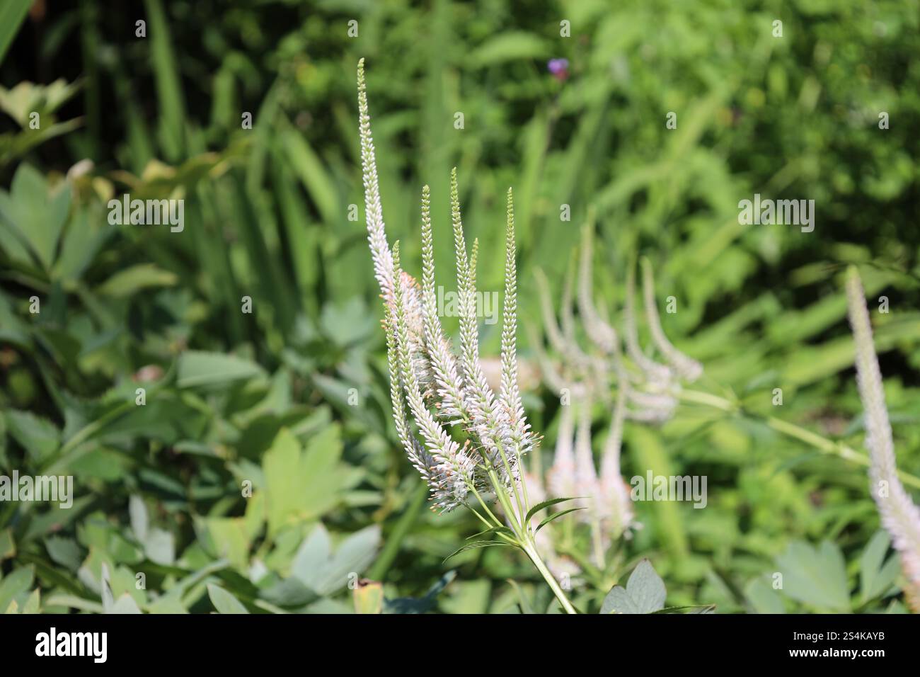 Atop slender hi-res stock photography and images - Alamy