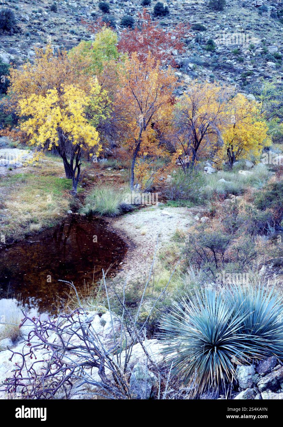 Fall colors come to Molino Basin in the Santa Catalina Mountains.Tucson ...