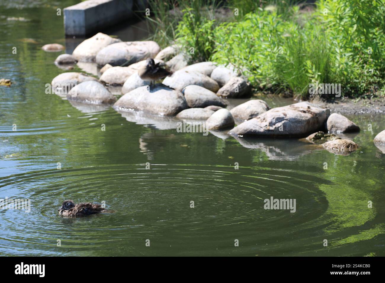 duckling swimming in pond near rocky shoreline Stock Photo - Alamy