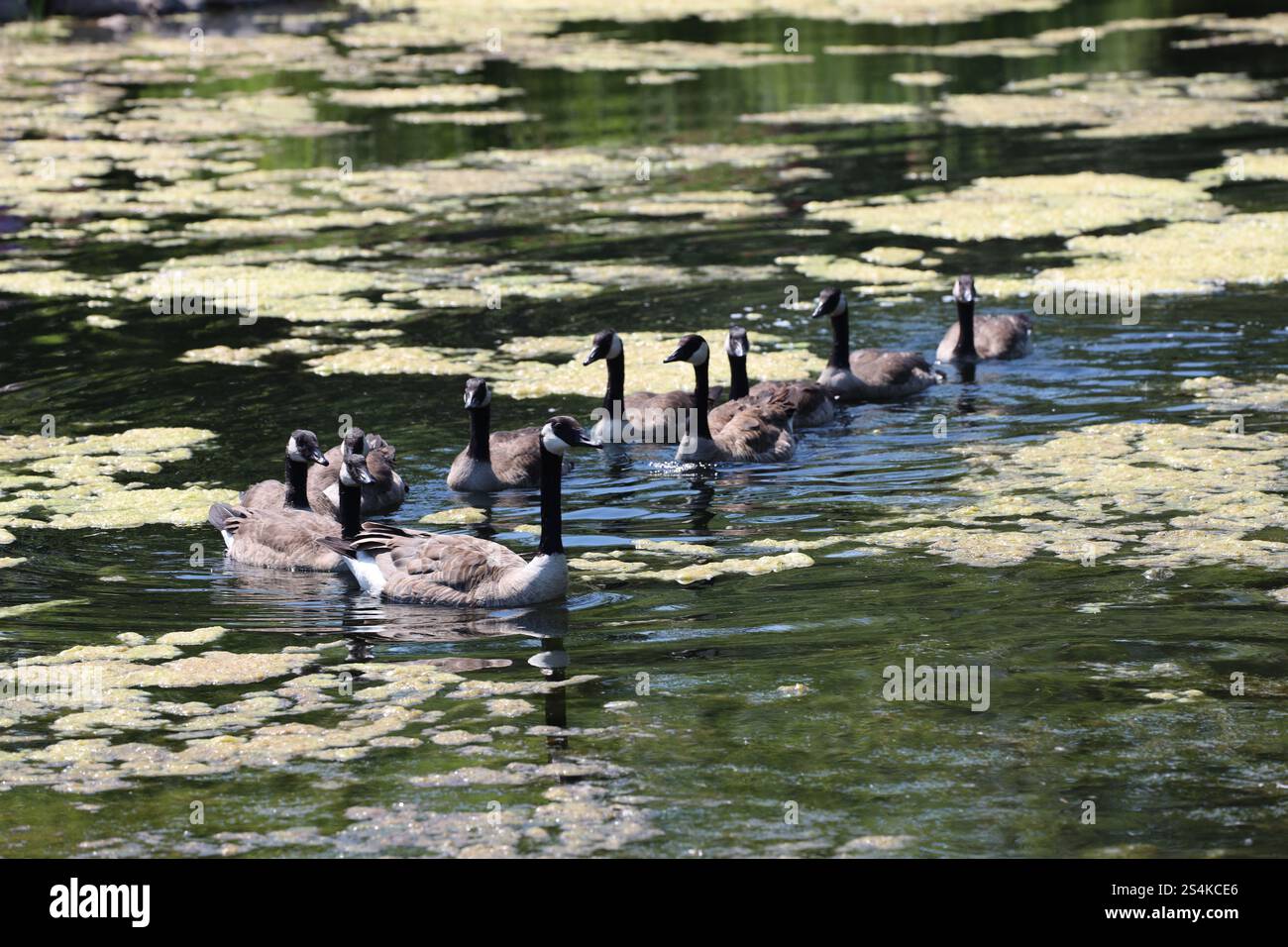 Canada geese swim in single file through thick algae growth in a pond ...