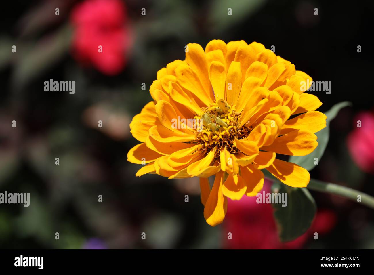 Large golden flowers hi-res stock photography and images - Alamy