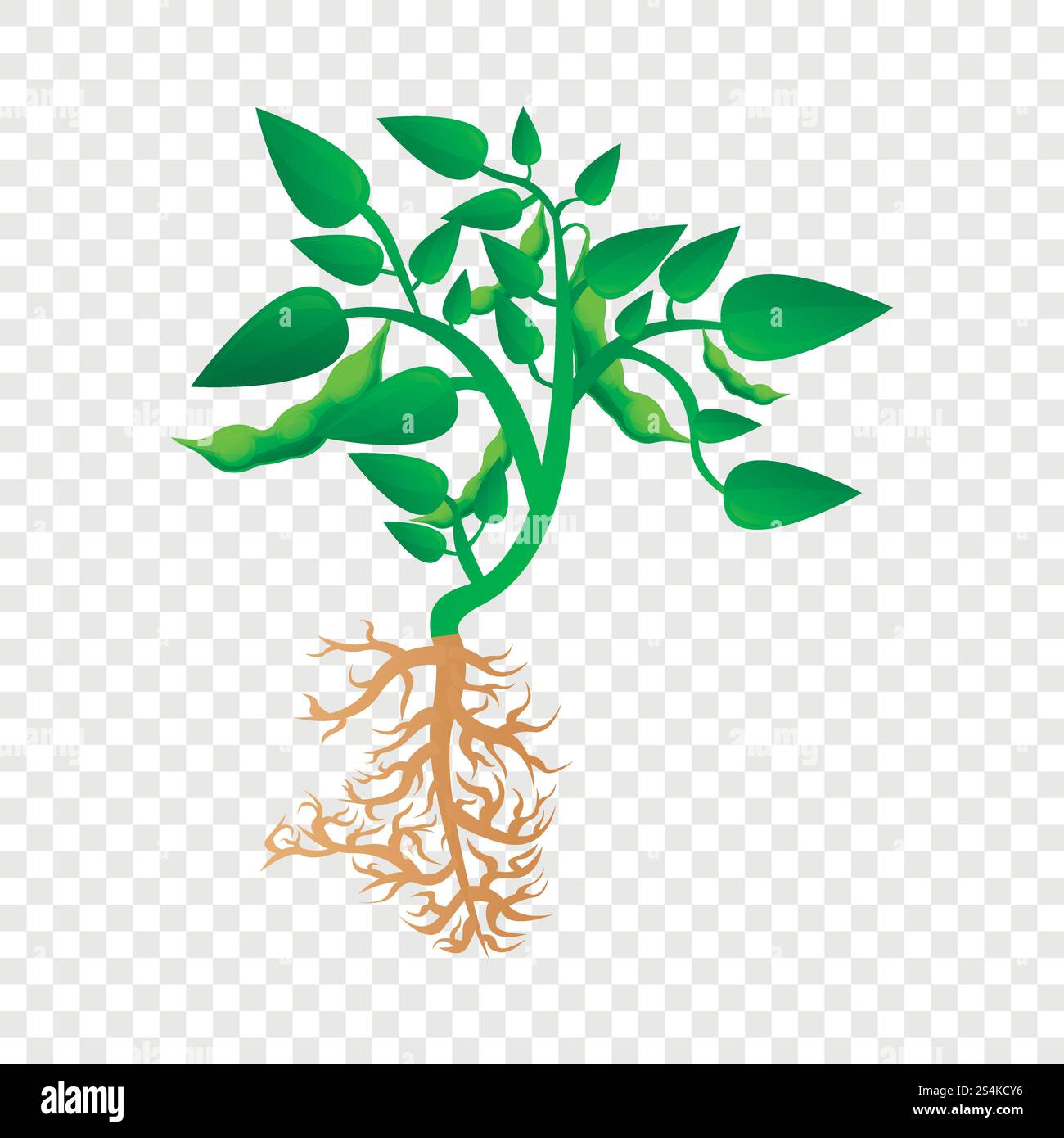 Mature soybean plant icon. Cartoon of mature soybean plant vector icon ...