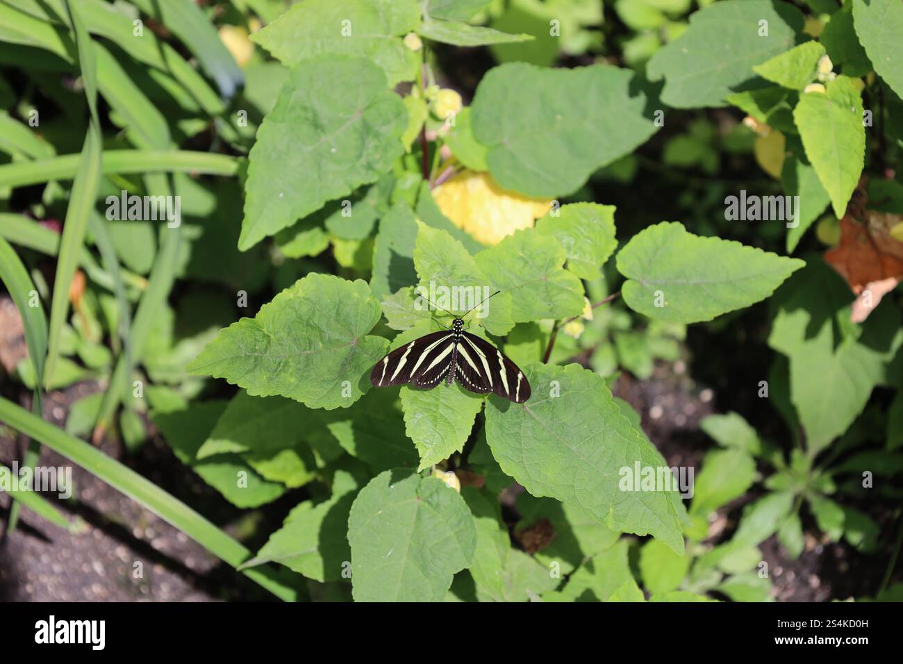 close-up black and white zebra butterfly resting on light green leaves ...