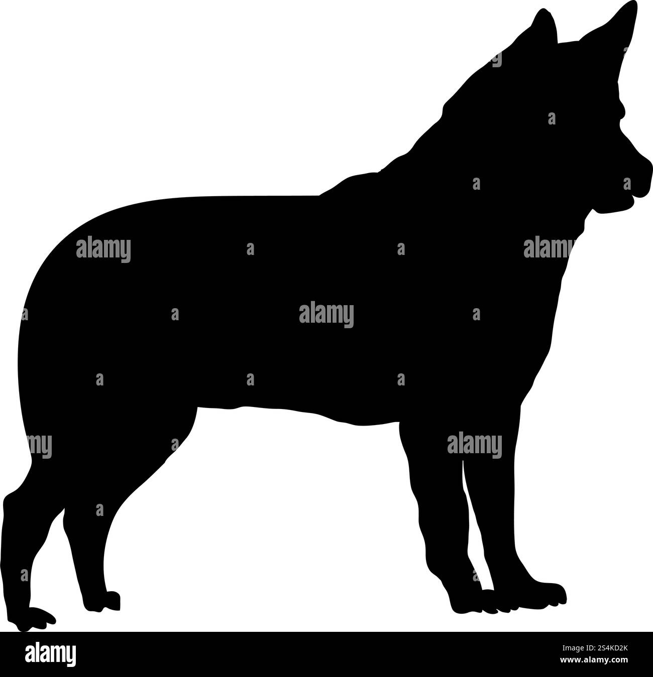 Israel Canaan Dog Silhouette. Smooth Vector Illustration Stock Vector ...