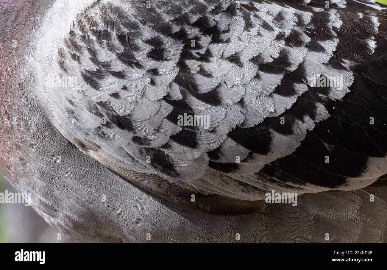 Bird wing feather pattern closeup detail for nature background Stock ...