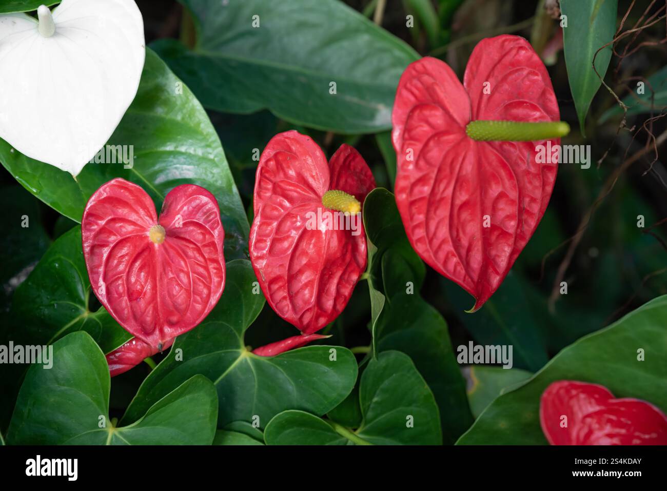 Close Up Of Anthurium Andraeanum Flowers In Vivid Red And White Colors