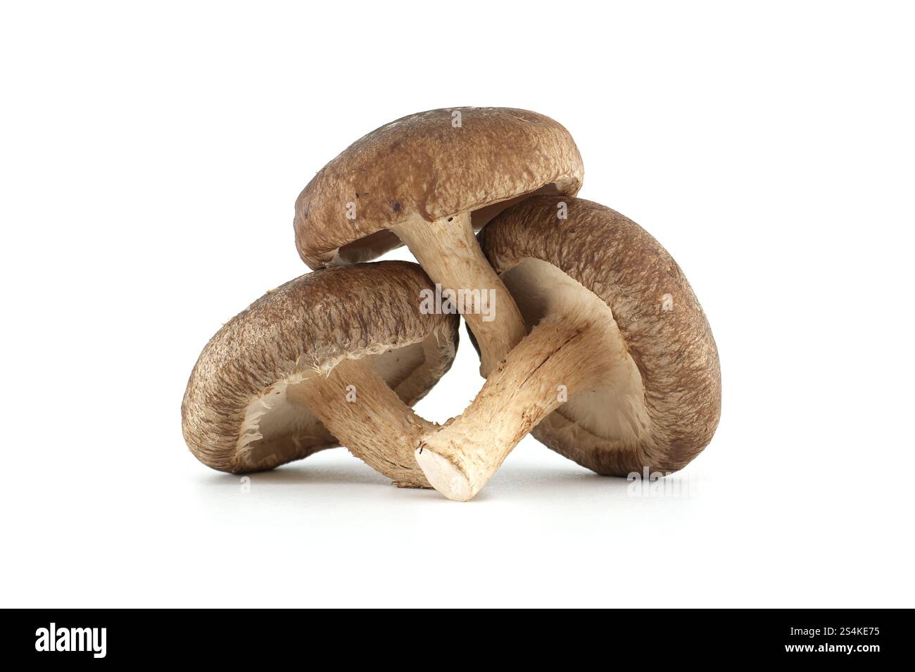 A close-up view of fresh shiitake mushrooms arranged on a clean white ...