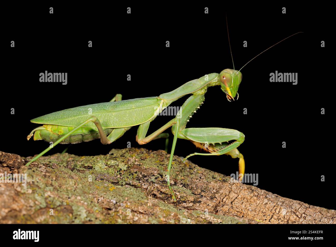 Common green mantis (Sphodromantis gastrica) on a branch, South Africa ...