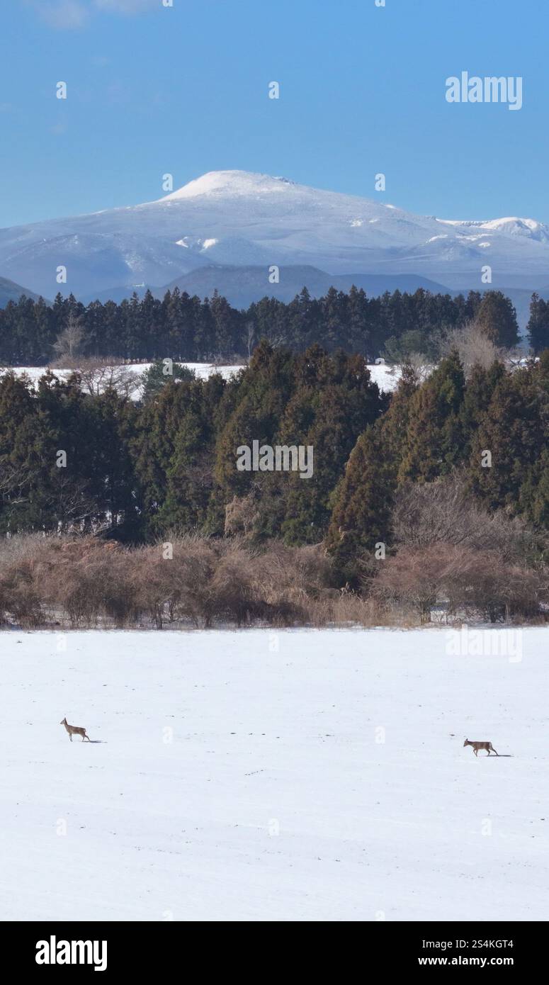 13th Jan, 2025. Roe deer on Jeju Two roe deer search for prey at a snow ...
