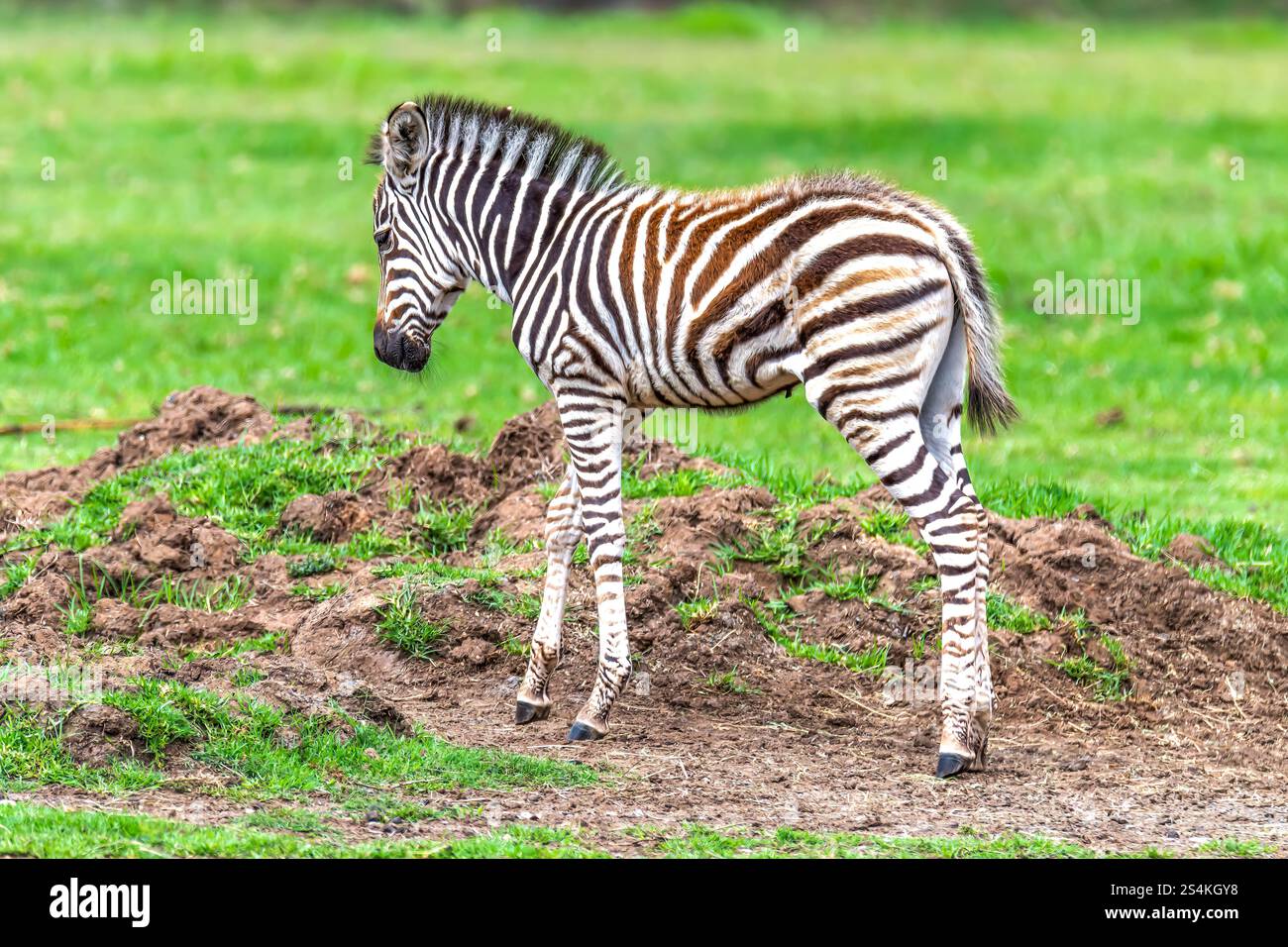 Plains Zebra foal. The Plains Zebra is also known as the Common Zebra ...