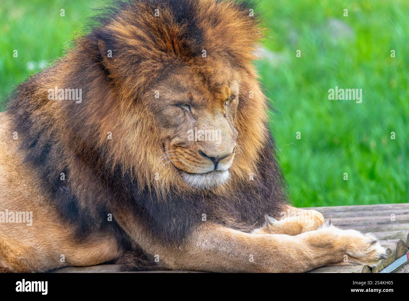 African Lion - King of the Jungle closeup Stock Photo - Alamy