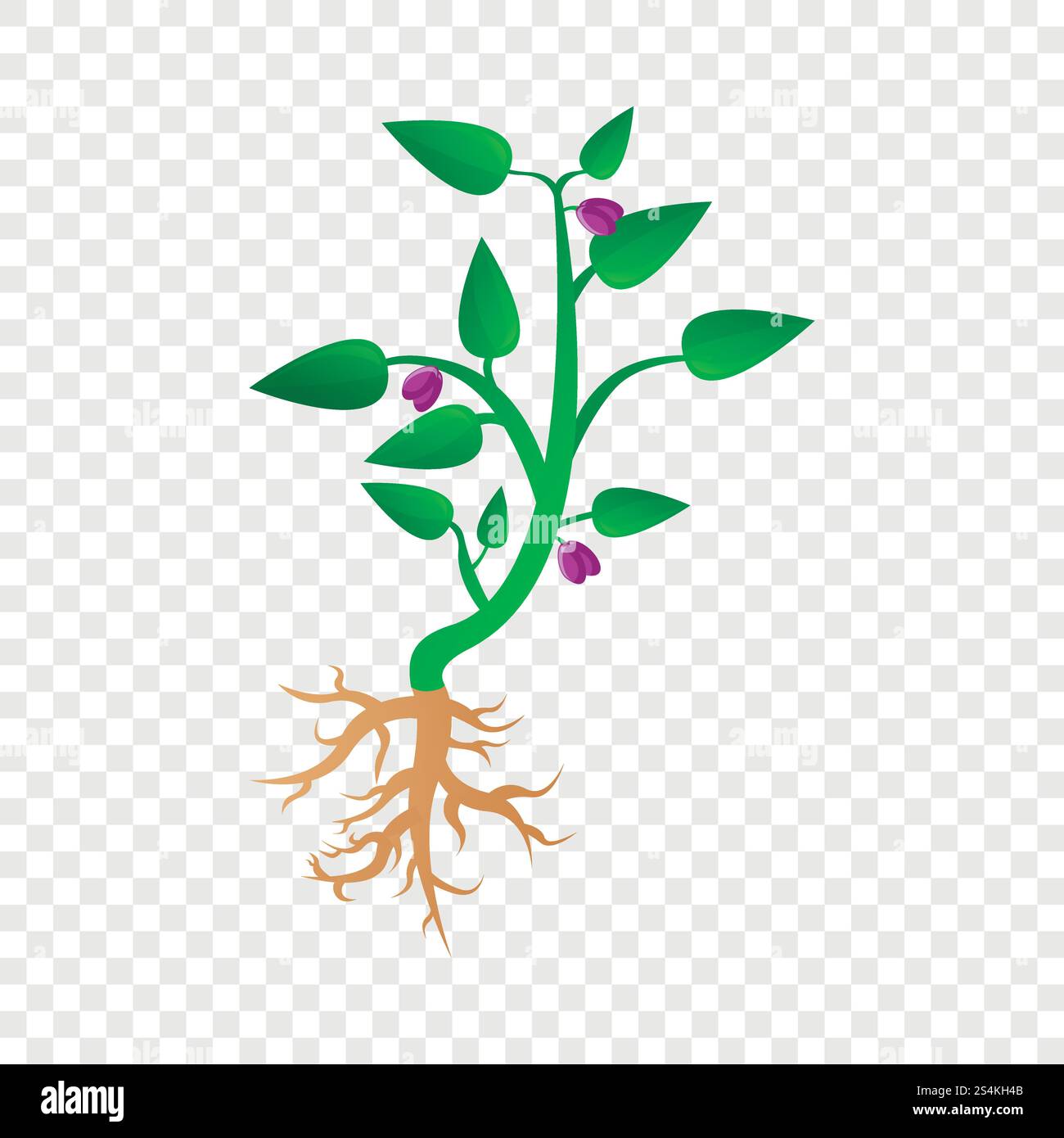 Soybean plant icon. Cartoon of soybean plant vector icon for web design ...