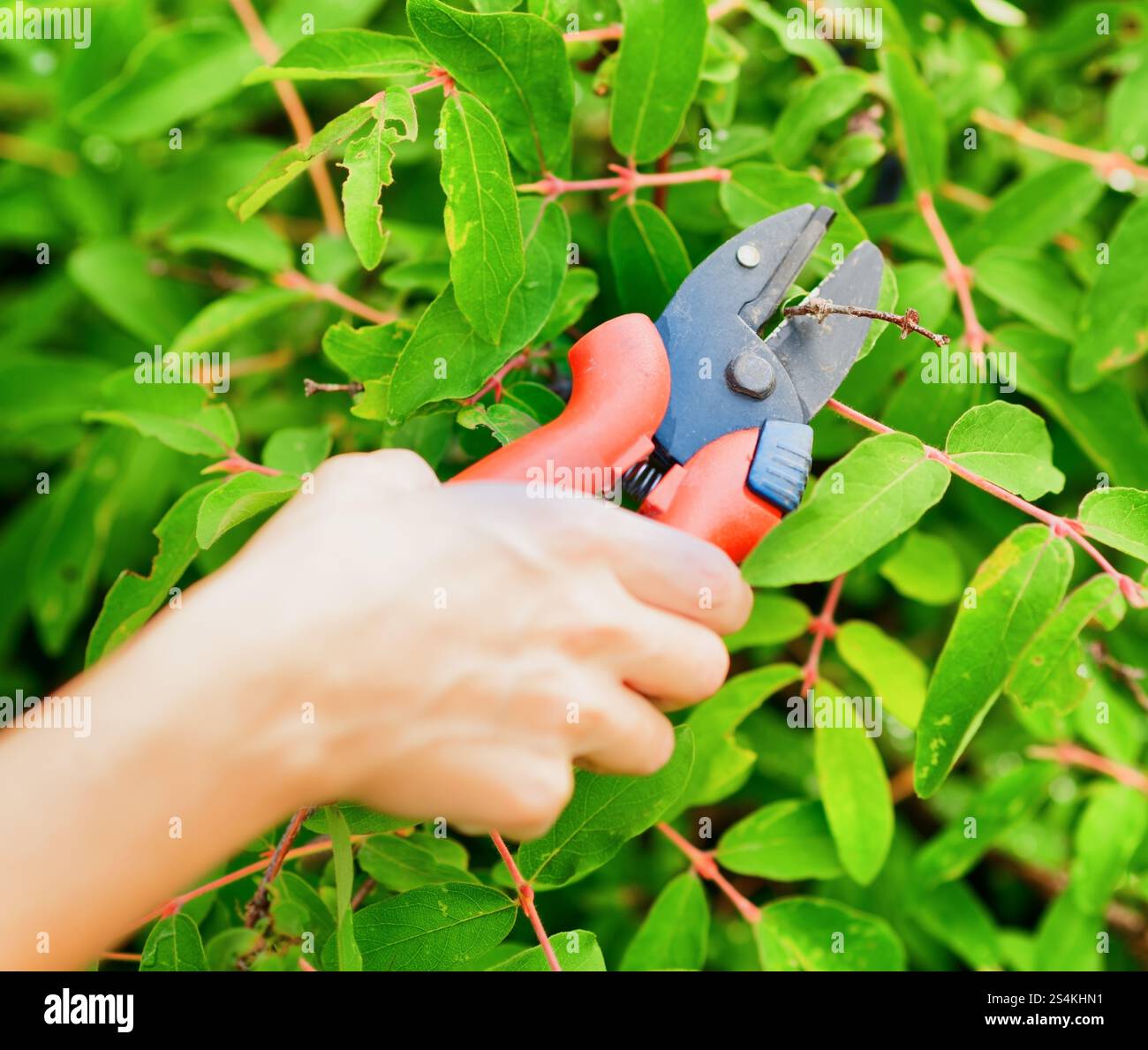 Trim leaves hi-res stock photography and images - Alamy