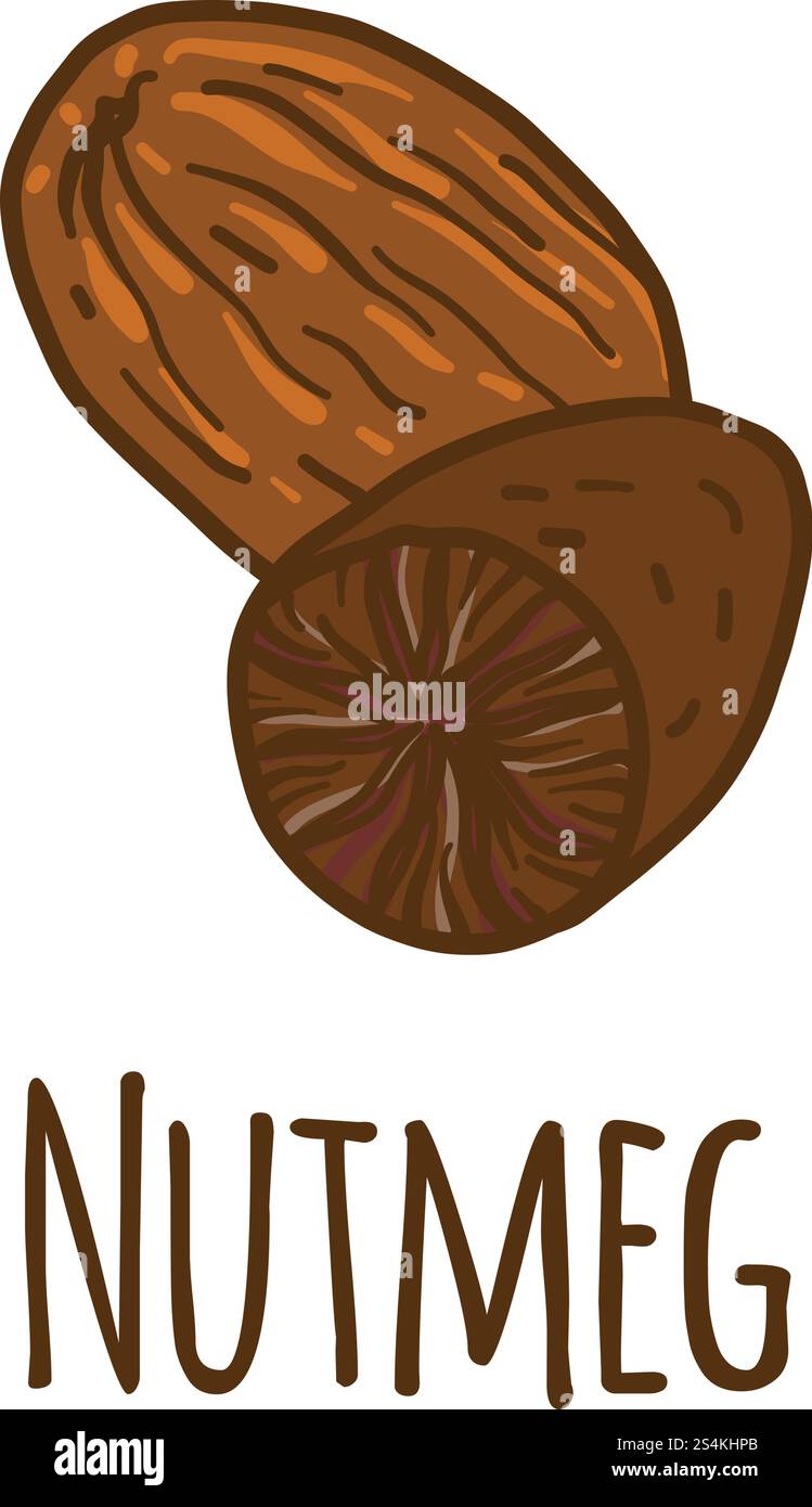 Nutmeg icon. Hand drawn illustration of nutmeg vector icon for web ...