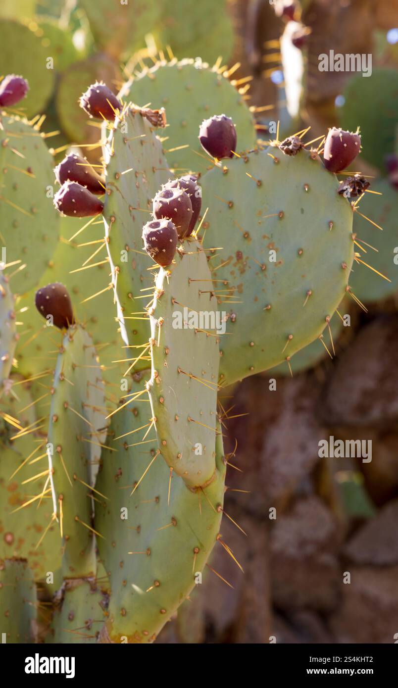 Amazing desert cactus garden with multiple types of cactus in Las Vegas ...