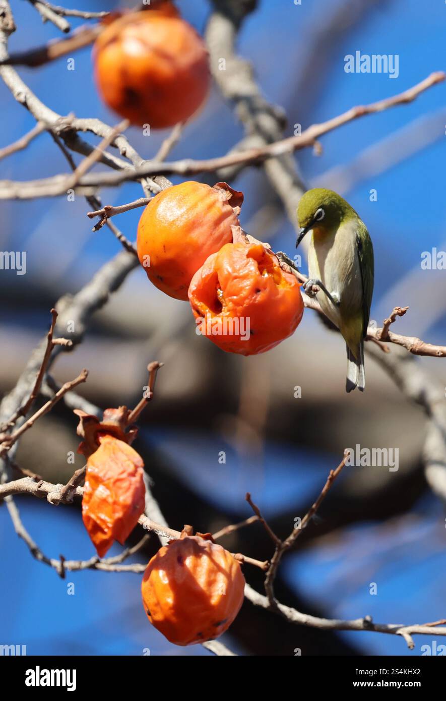 Persimmons for birds A white-eye pecks at a persimmon on a tree in ...