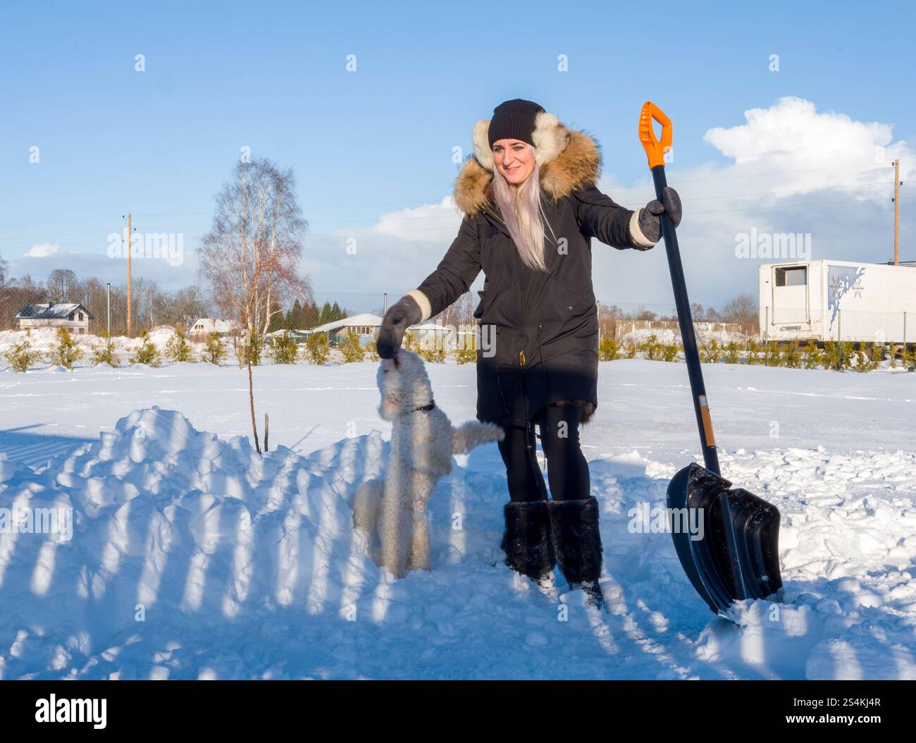 Woman shoveling snow, playing with white dog in sunny winter landscape ...