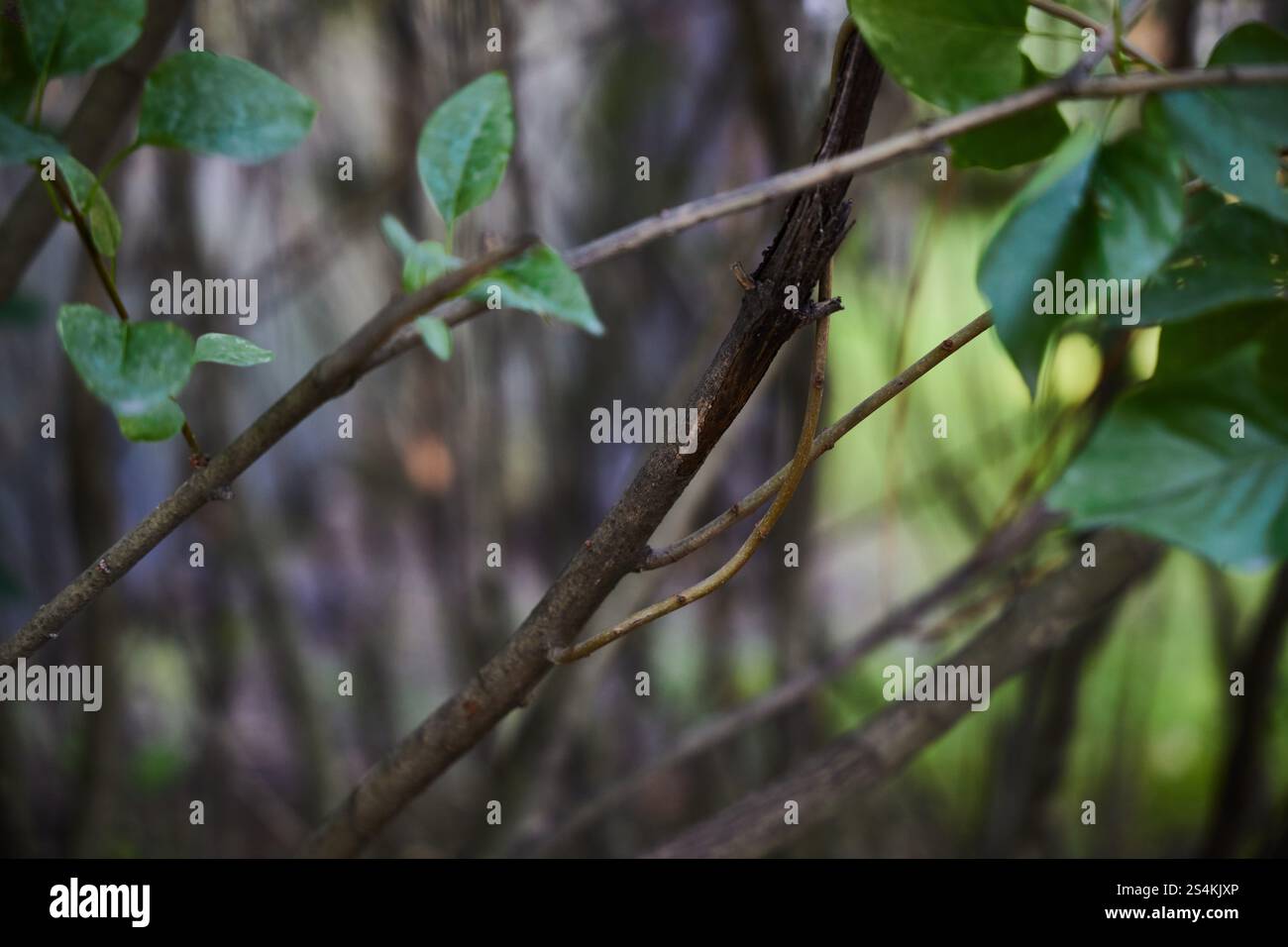 The Intricate Twigs, Lush Greenery, and the Abundant Natural Beauty ...