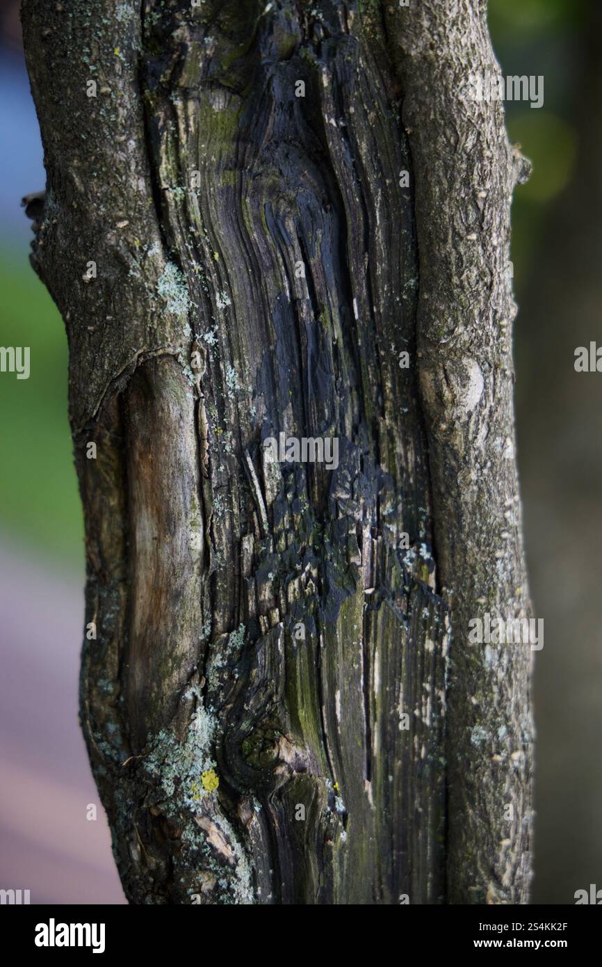 A detailed closeup view showcasing the fascinating and unique texture ...