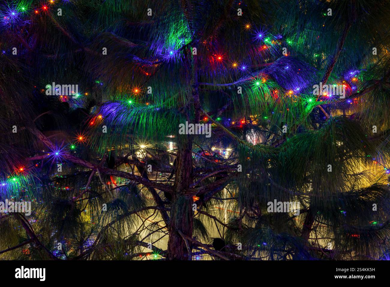 Birds sleeping on the branches of an illuminated tree in Las Vegas ...