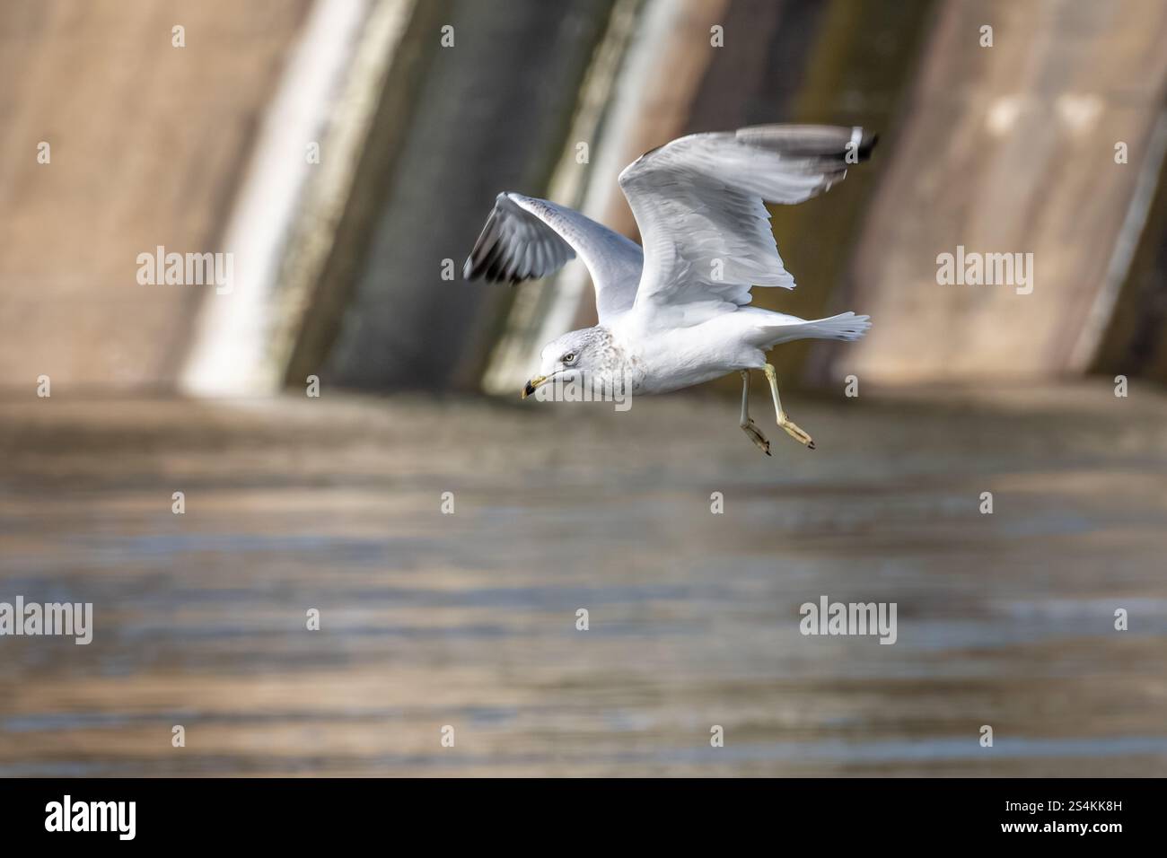 Ring-billed gull (Larus delawarensis) in flight over the Grand (Neosho ...