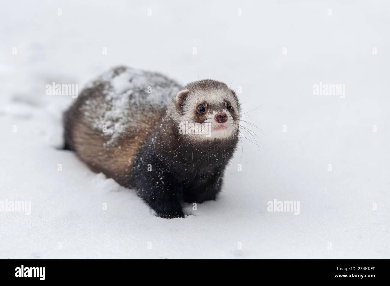 A ferret ventures through a snowy terrain, its small body partially ...