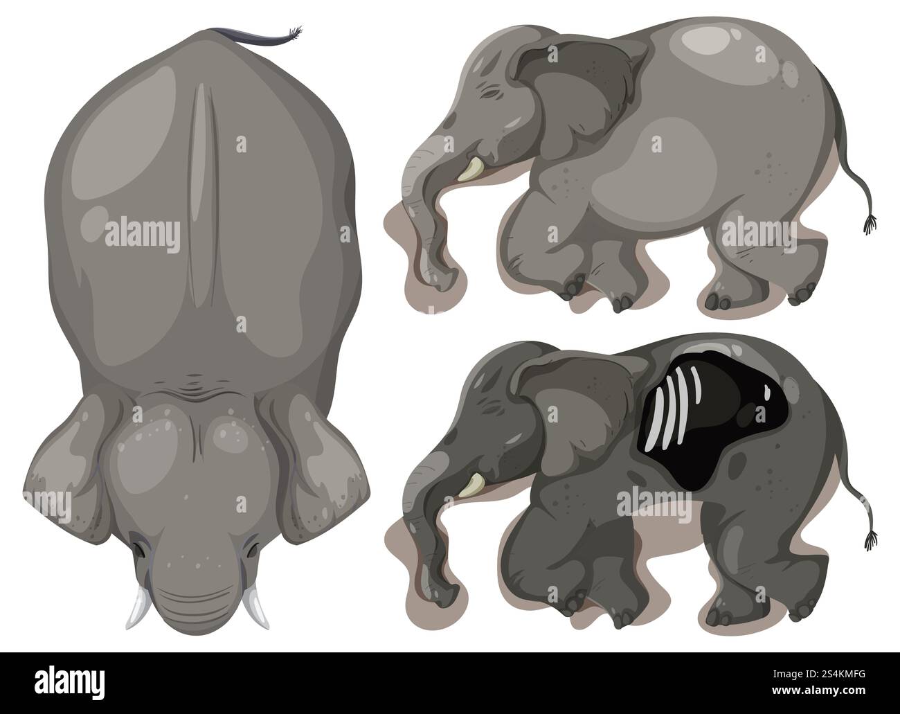 Detailed vector of elephants from various angles Stock Photo - Alamy