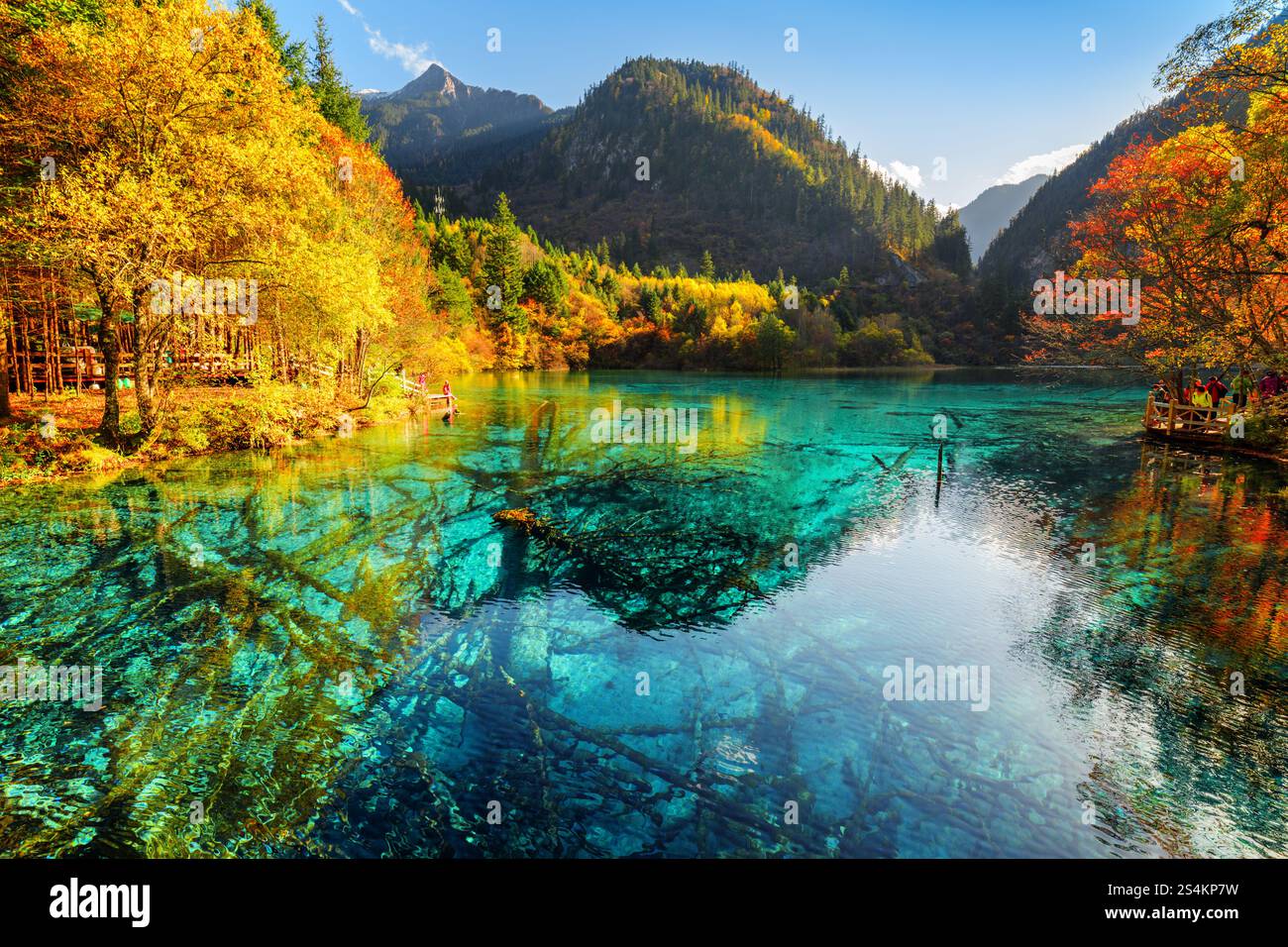 Wonderful view of submerged tree trunks in the Five Flower Lake Stock ...