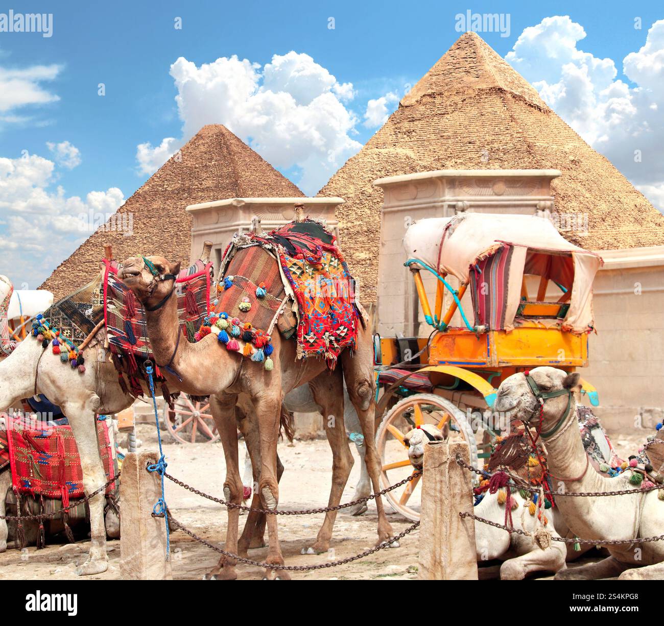 Camels near to pyramids, Giza, Cairo, Egypt. Popular tourist attraction camel ride around ...