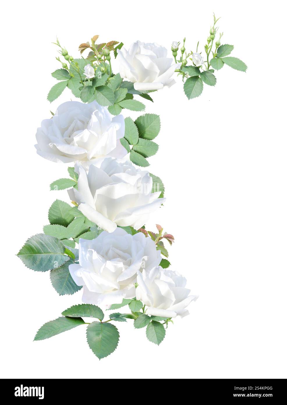 Branches of climbing rose with white flowers and green leaf. Decorative ...
