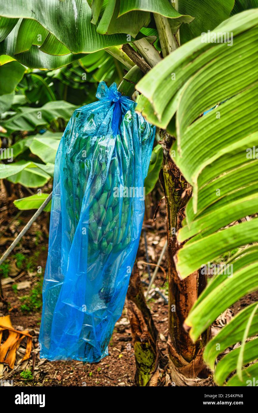 Cluster of green, unripe cultivated bananas on a farm located in the ...