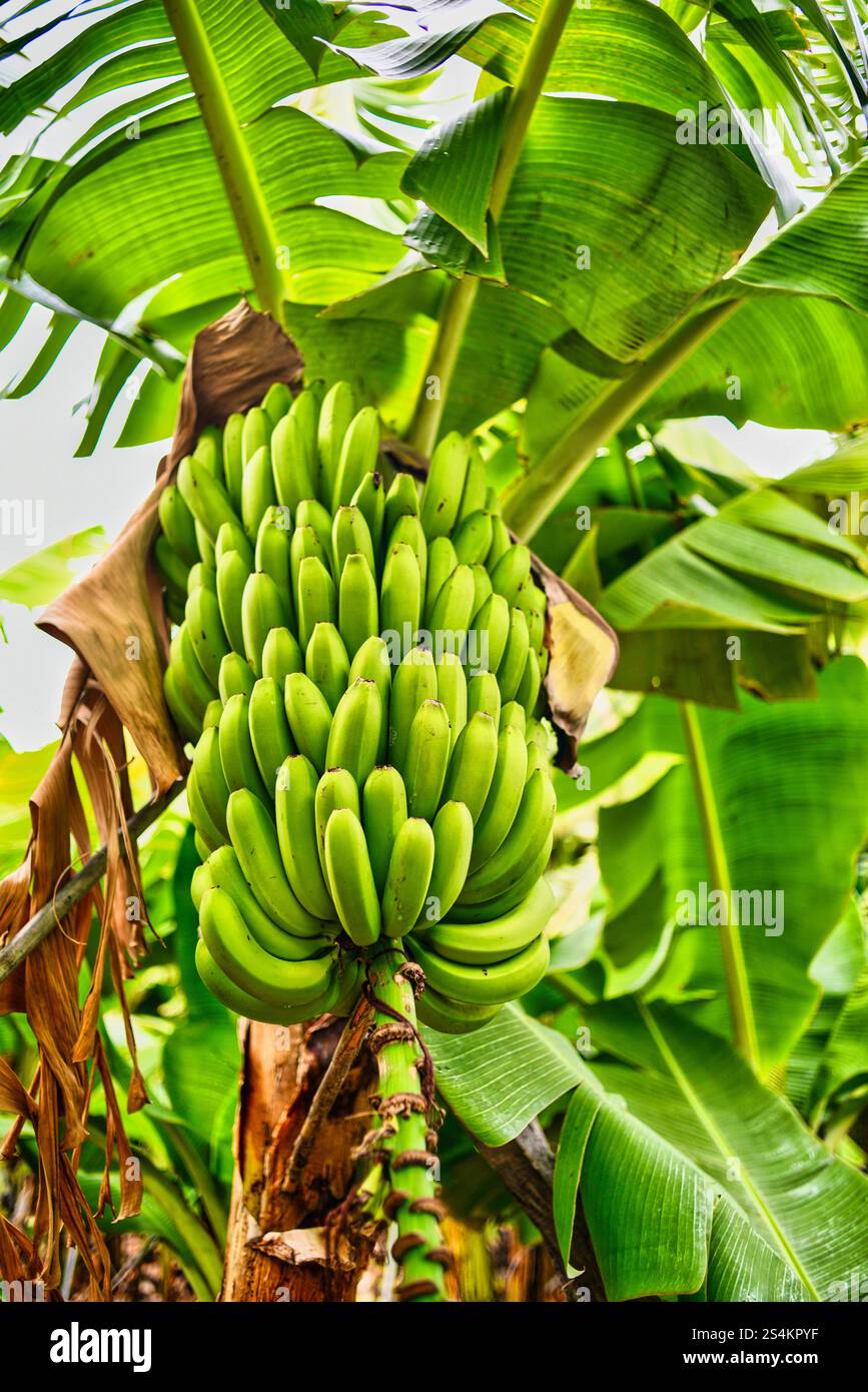 Cluster of green, unripe cultivated bananas on a farm located in the ...