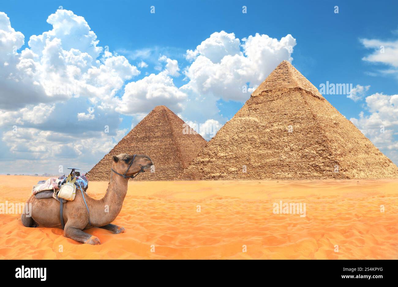 Camel resting on sand near to pyramids. Horizontal banner with Dromedary camel and two Great ...