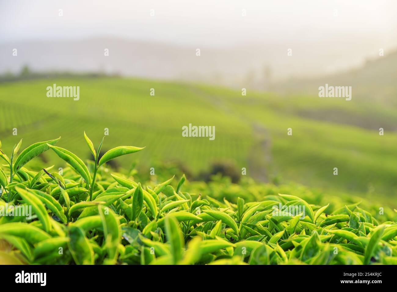Scenic upper fresh bright green tea leaves at tea plantation Stock ...