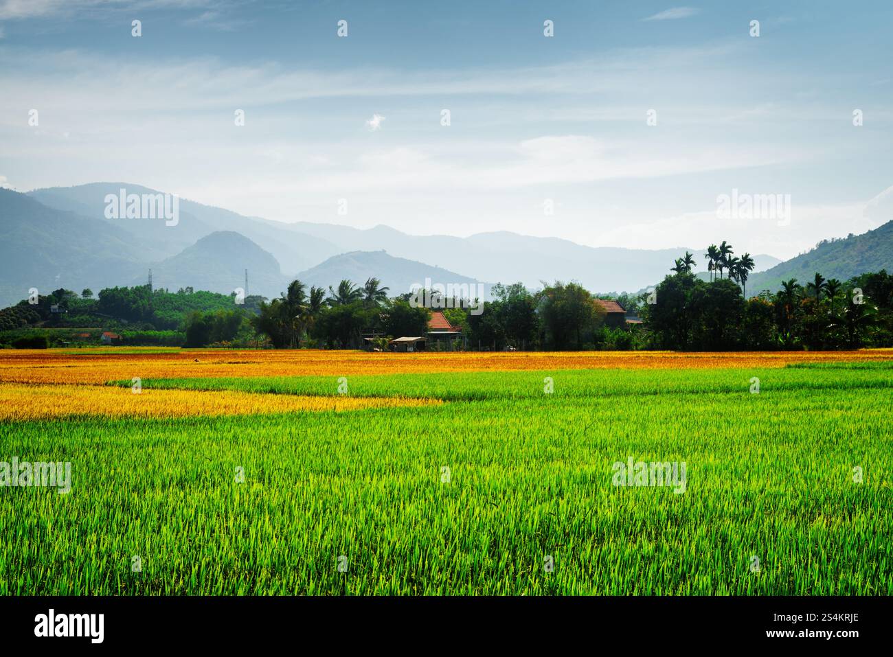 Colorful rice fields. Various phases of rice cultivation Stock Photo ...
