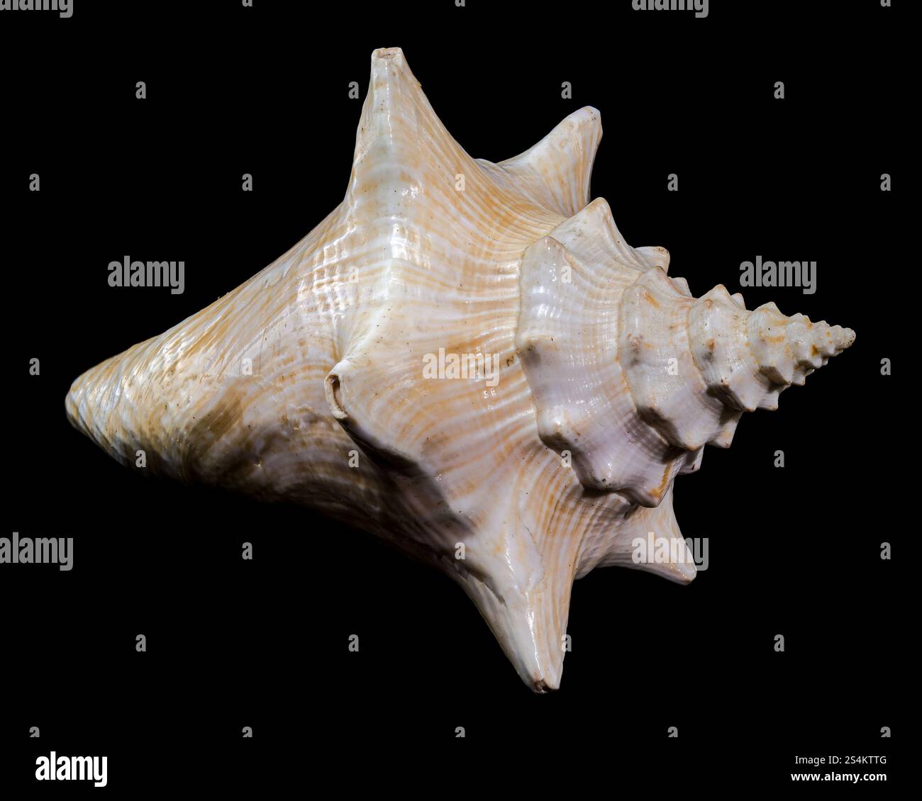 Stunning Strombus gigas shell with pink and white tones isolated ...