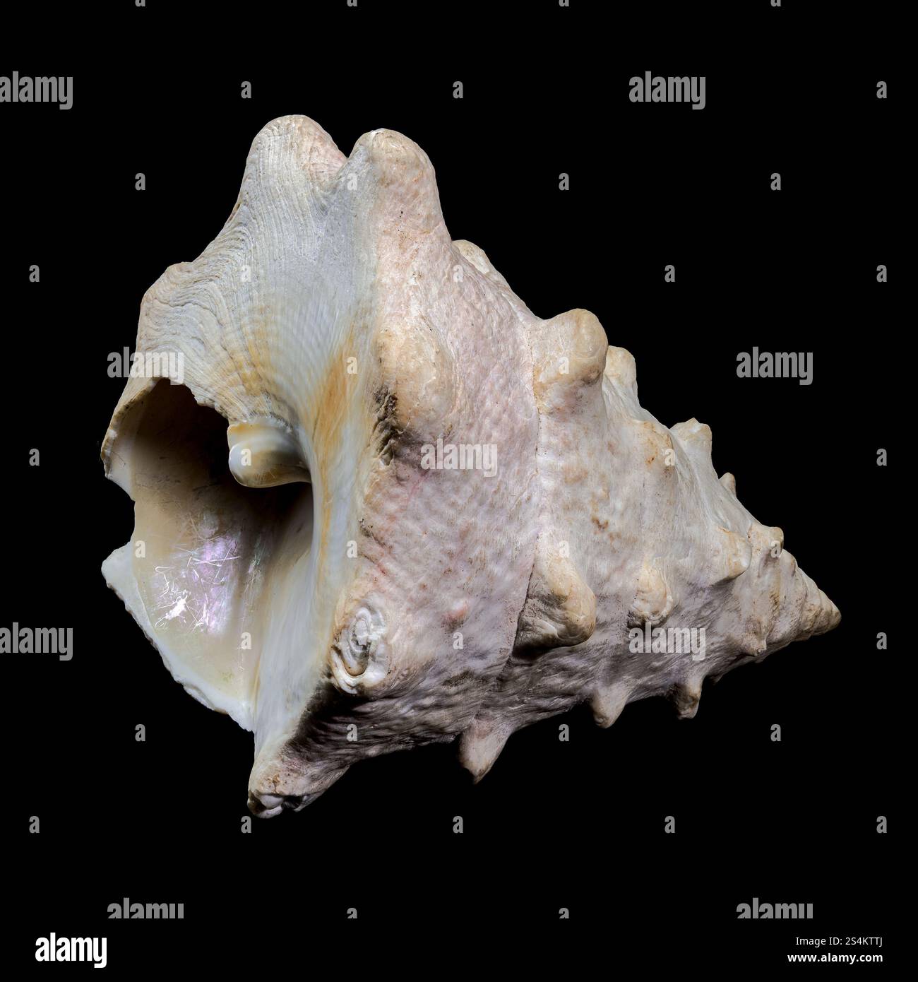 Unique Tectus dentatus shell with rugged, pyramid-like structure, set ...