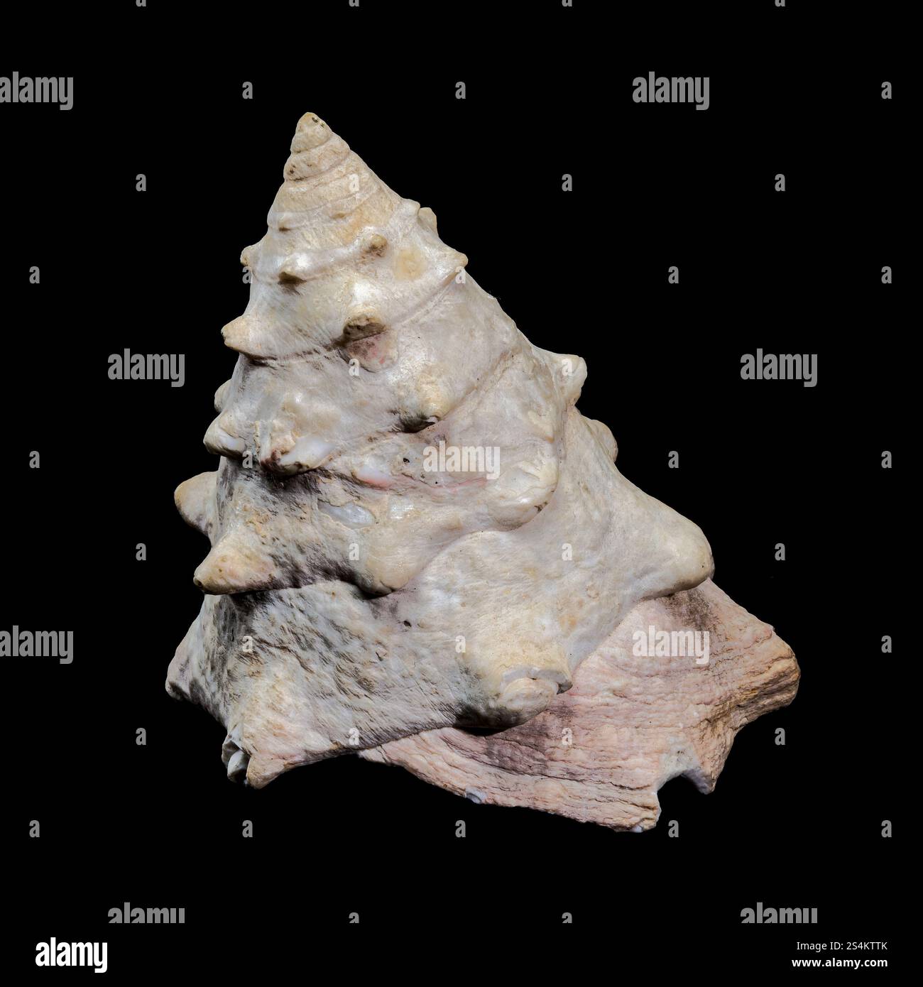 Unique Tectus dentatus shell with rugged, pyramid-like structure, set ...