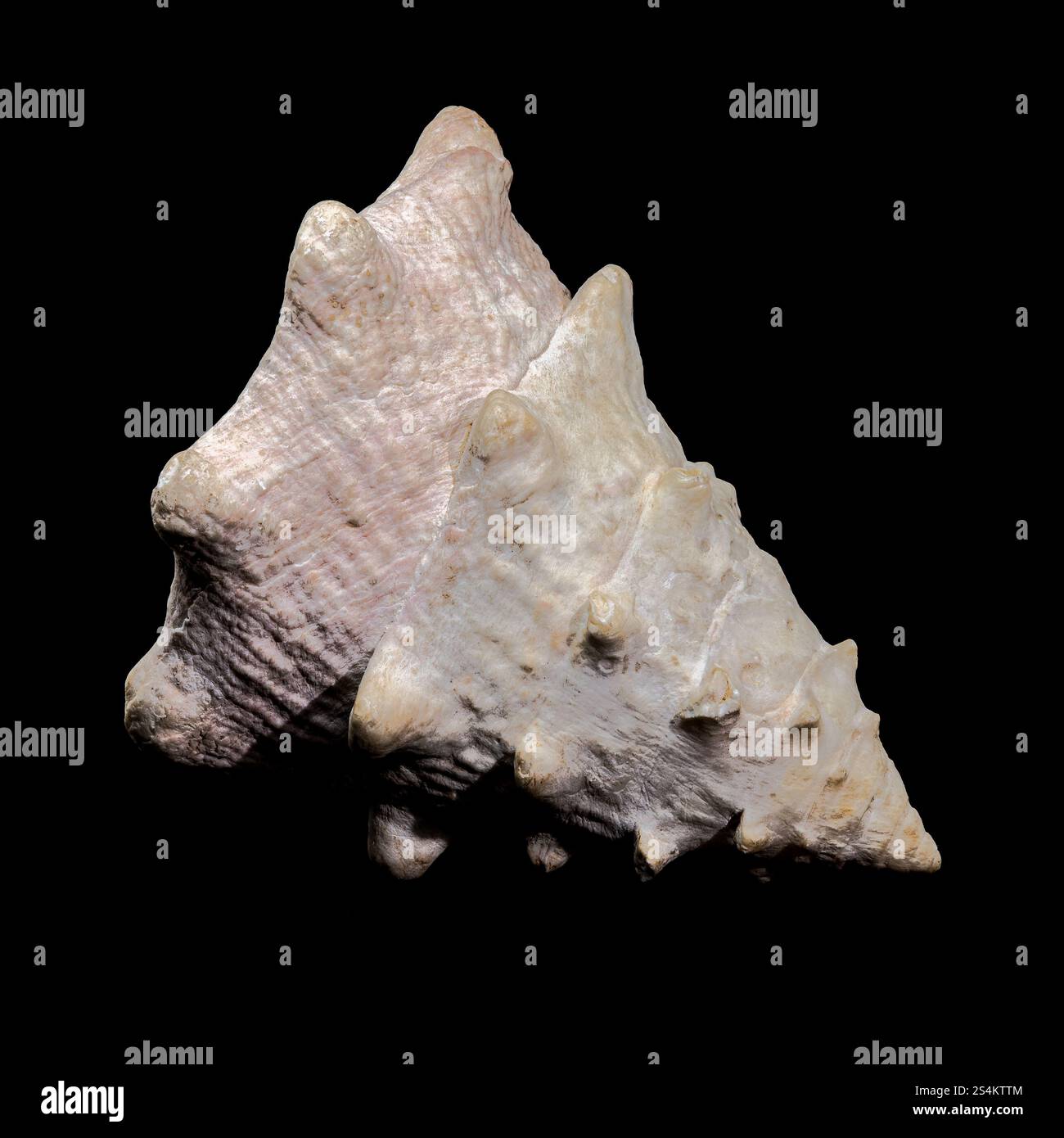 Unique Tectus dentatus shell with rugged, pyramid-like structure, set ...