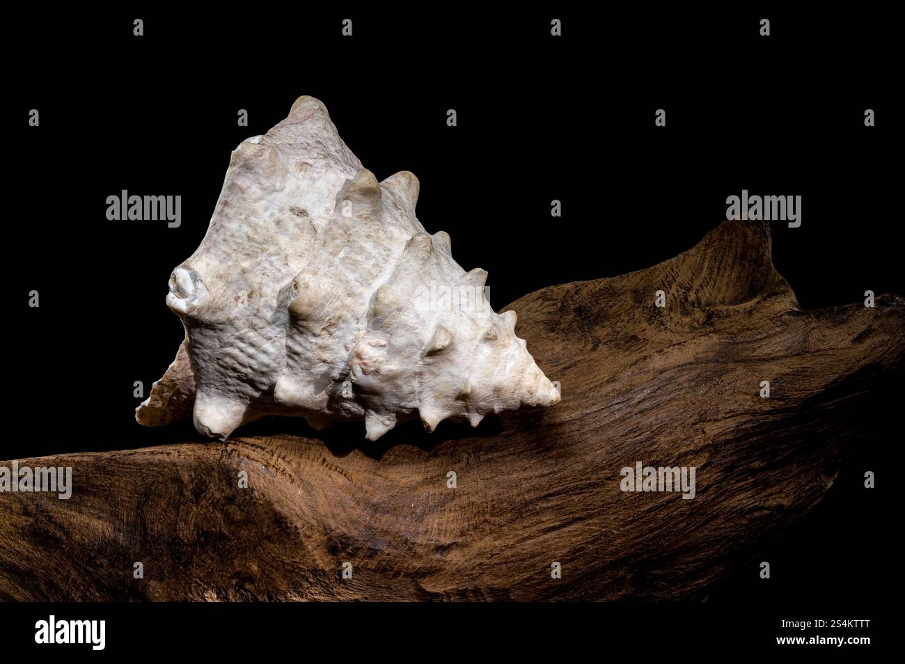 Unique Tectus dentatus shell with rugged, pyramid-like structure ...