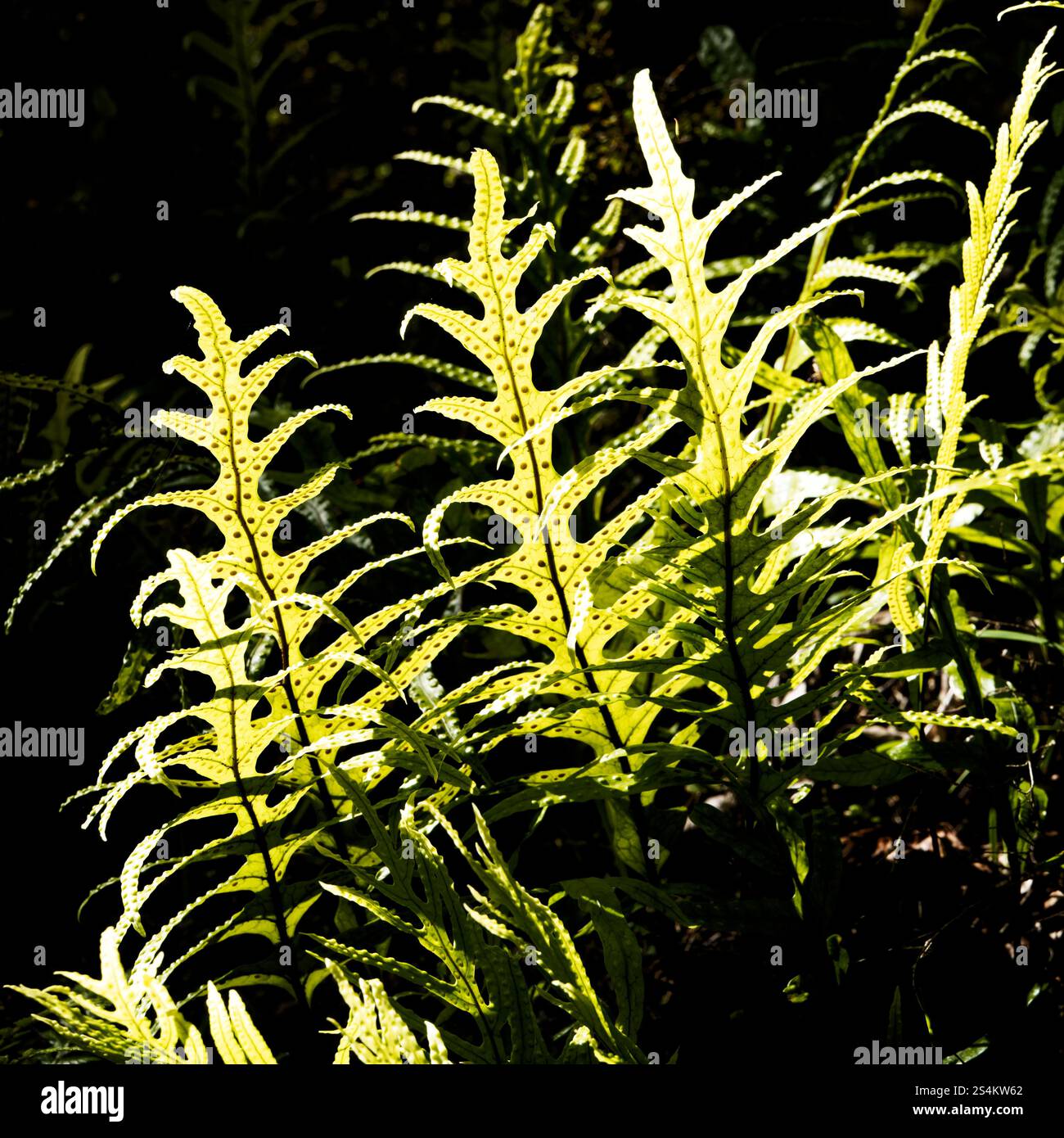 Zealandia pustulata fern is native to New Zealand. Commonly referred to ...