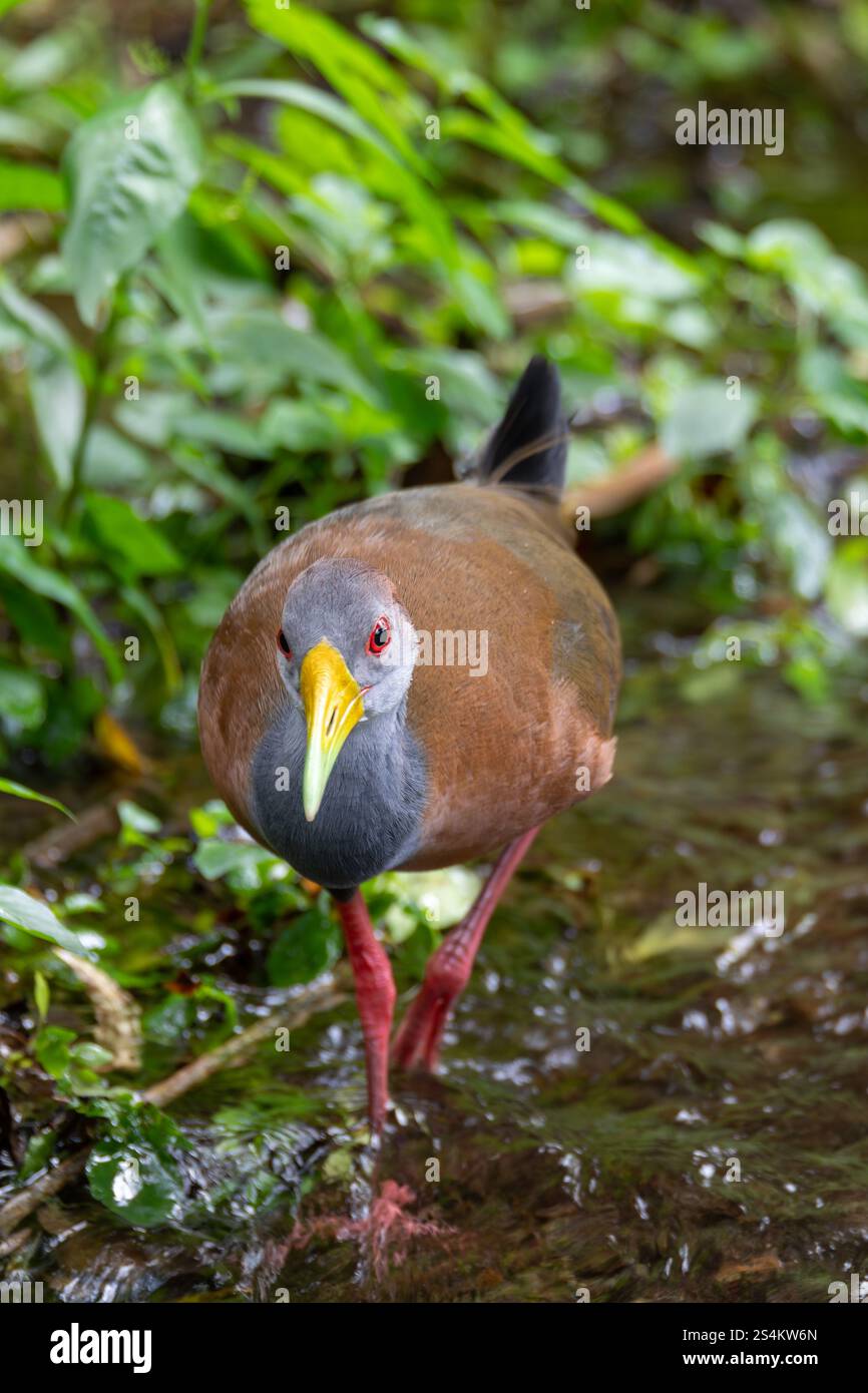 Grey-cowled wood rail or grey-necked wood rail (Aramides cajaneus ...